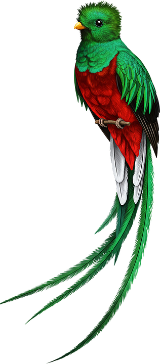 Download Quetzal, Guatemala, National Bird. Royalty-Free Stock ...