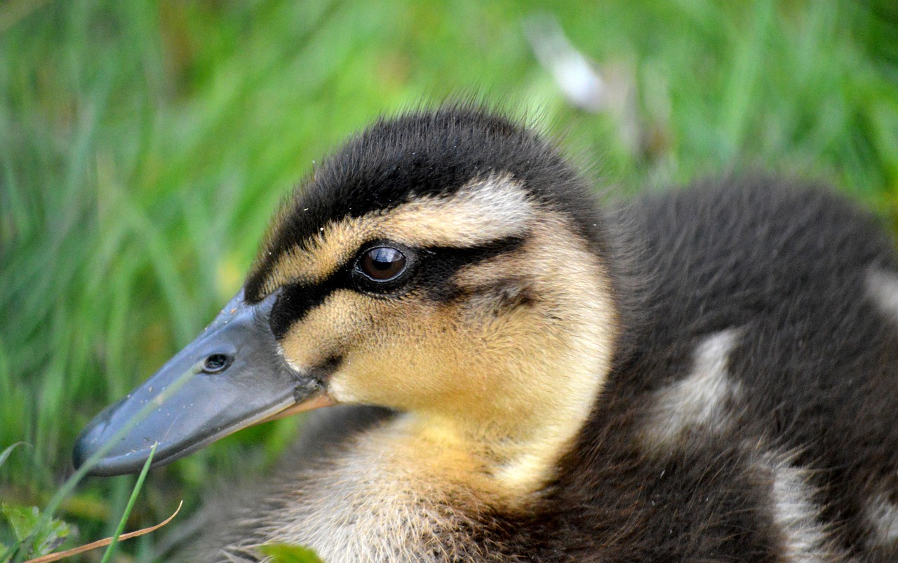 Ducklings Chick Offspring - Free photo on Pixabay