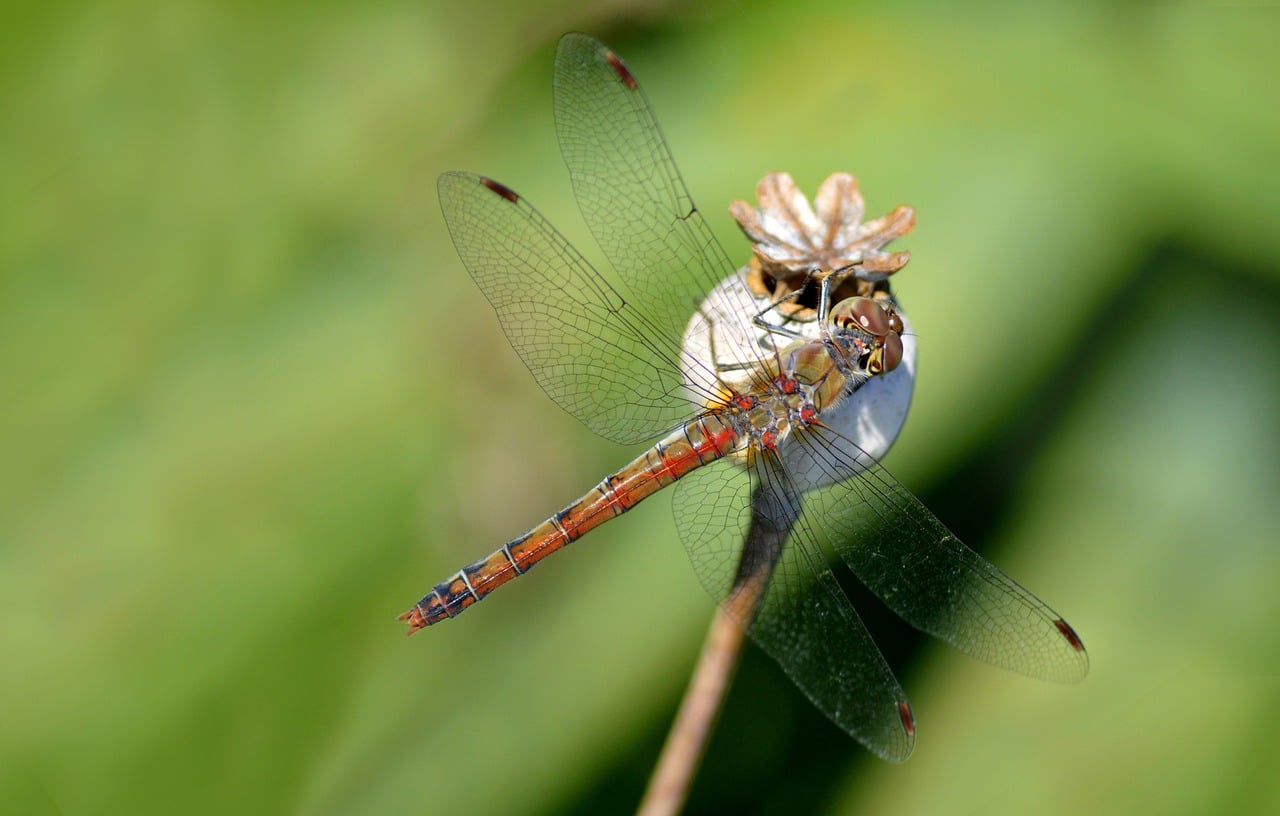 Heidelibelle Dragon-Fly Insect - Free photo on Pixabay