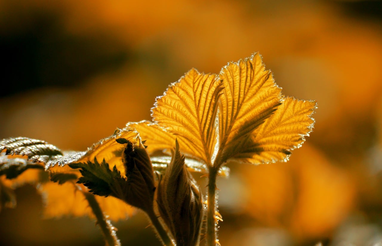 Autumn Leaves Fall Leaf - Free photo on Pixabay