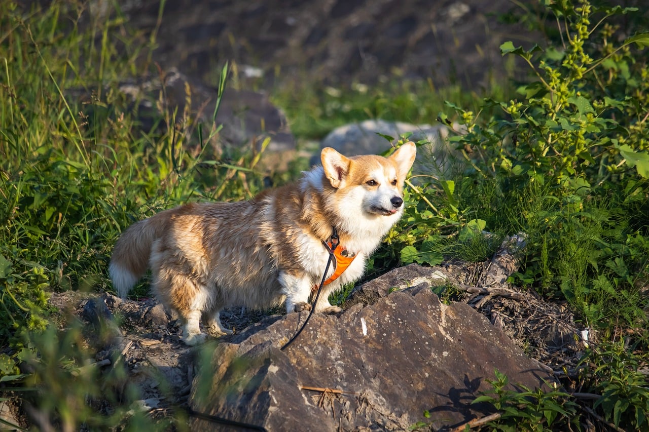 Corgi Gallois Pembroke - Photo gratuite sur Pixabay