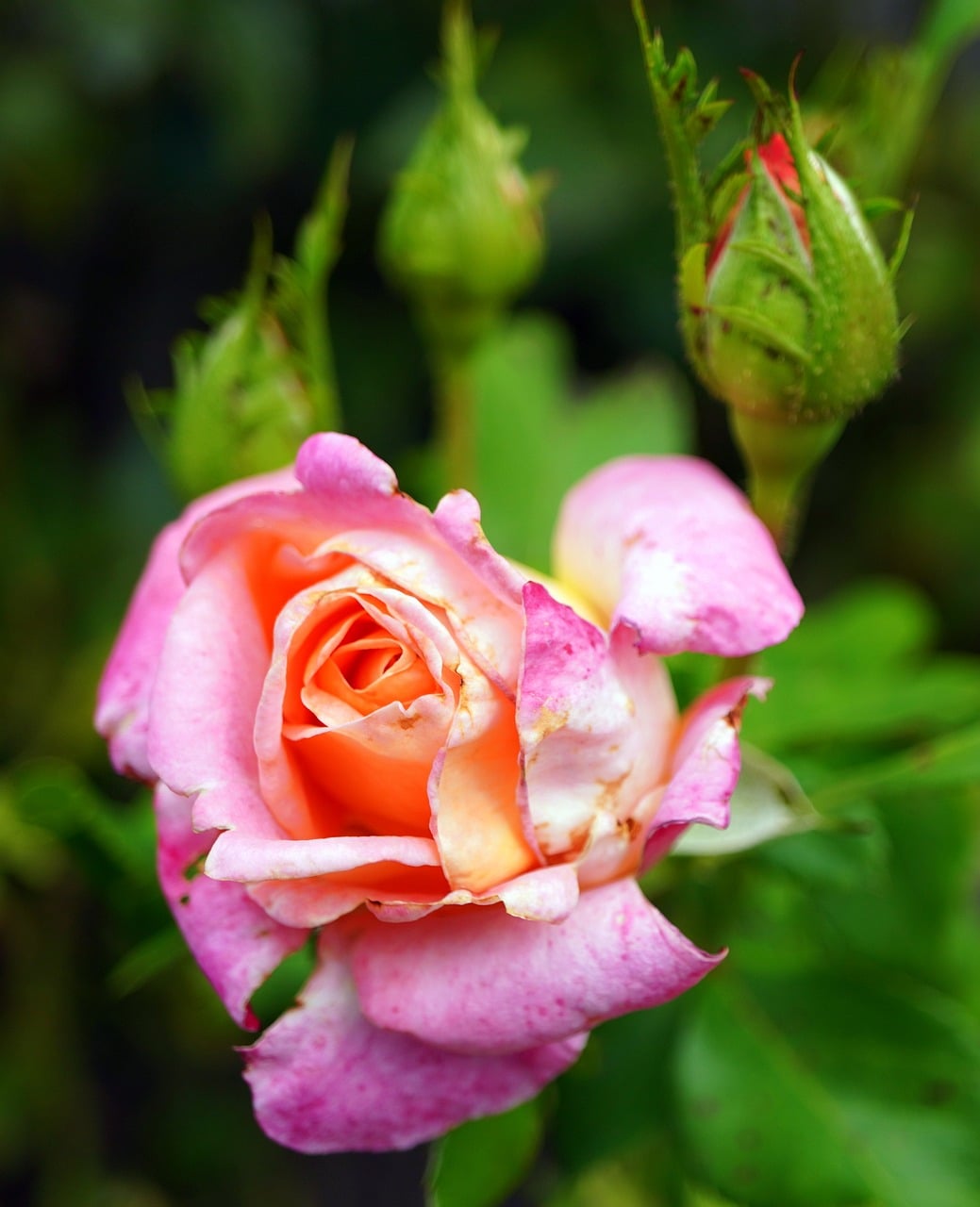 Rose Blossom Bloom - Free photo on Pixabay