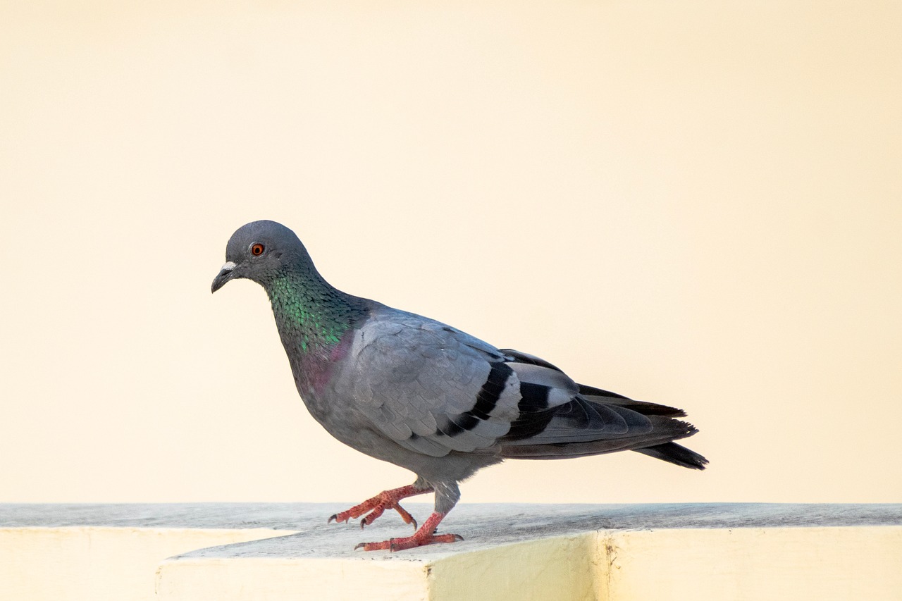 Pombo Pomba Pássaro - Foto gratuita no Pixabay
