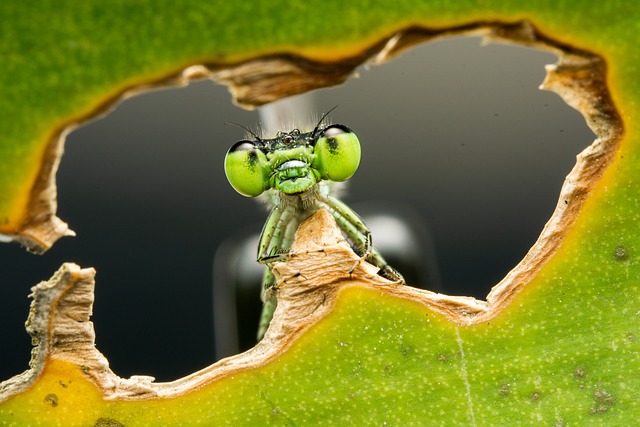 Insect Nature Beetle - Free photo on Pixabay