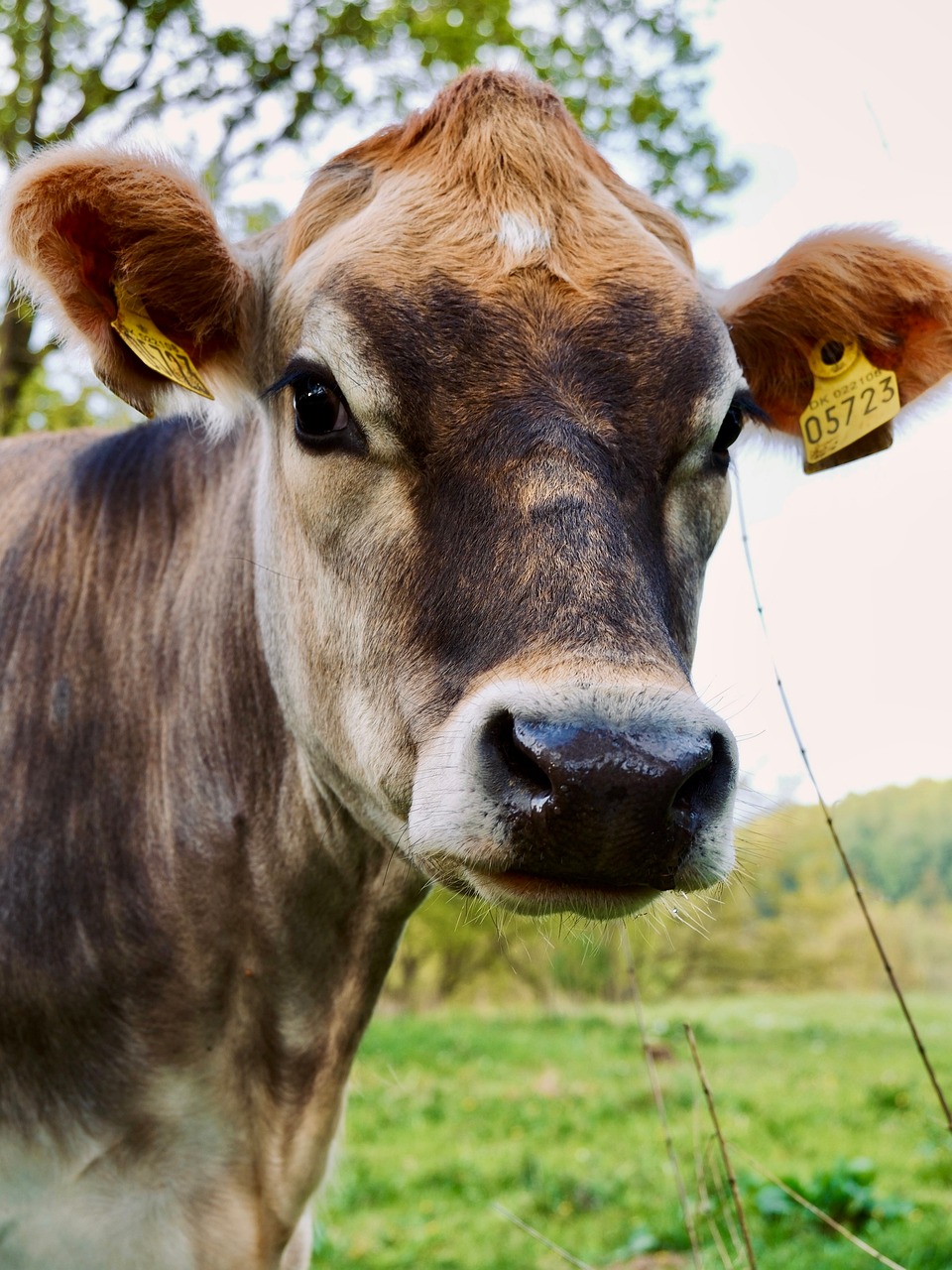 9,000+ Free Jersey Cow & Cow Images - Pixabay