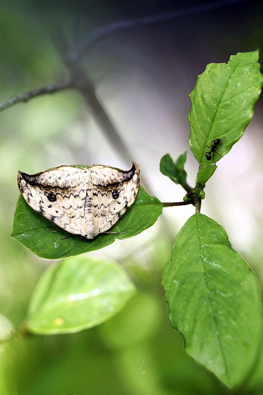 Découpage Du Sierpc Papillon - Photo gratuite sur Pixabay