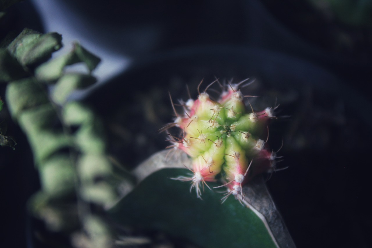 Cactus Naturel Plante - Photo gratuite sur Pixabay
