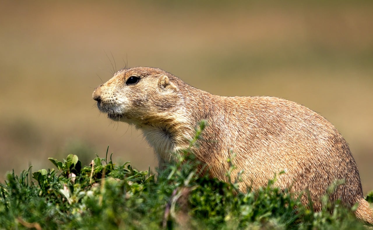 Chien De Prairie Faune Mammifère - Photo gratuite sur Pixabay