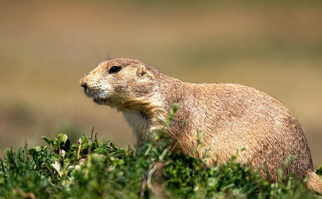 Prairie Dog Wildlife Mammal - Free photo on Pixabay