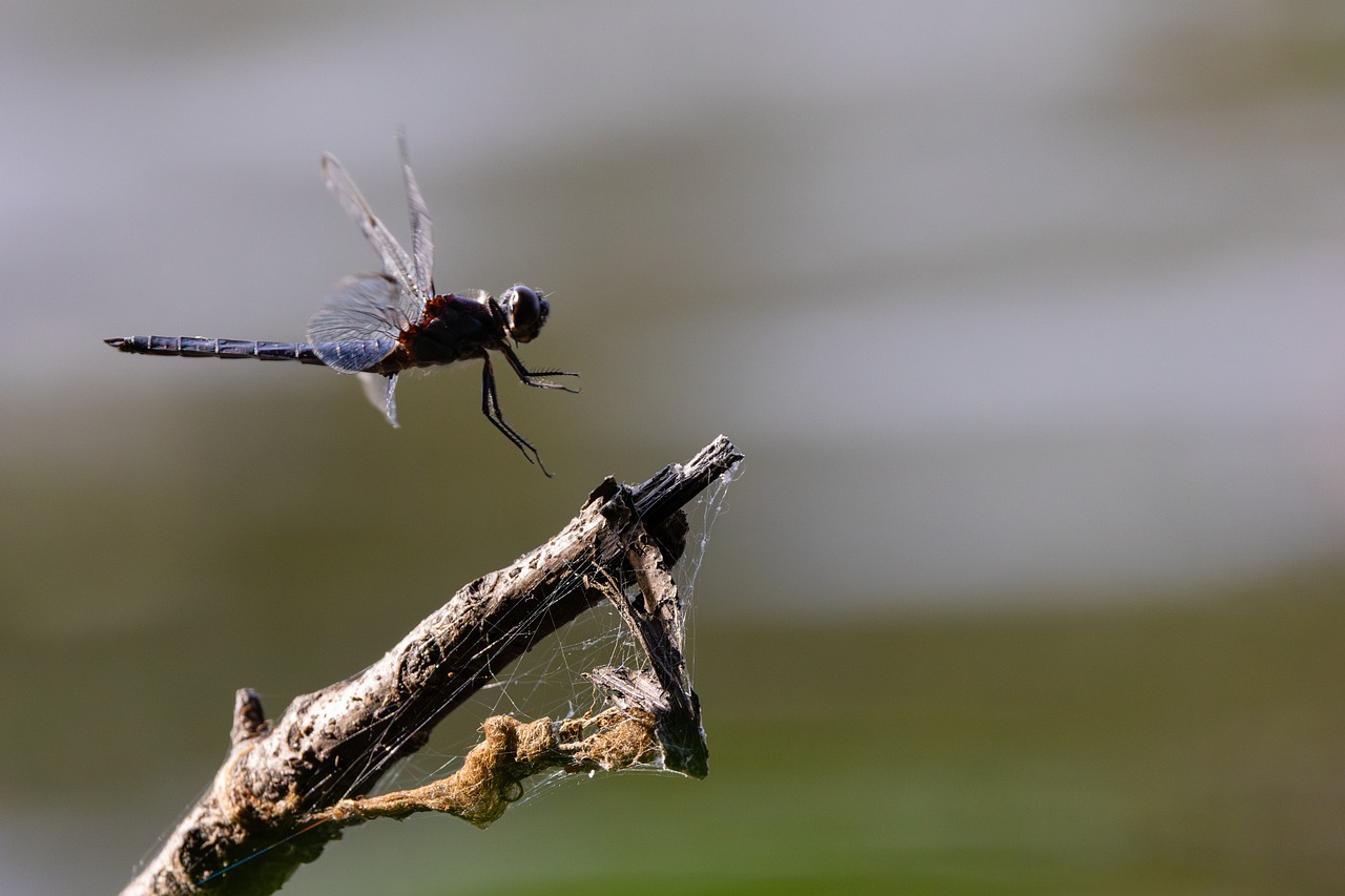 Libellule Atterrissage En Volant - Photo gratuite sur Pixabay