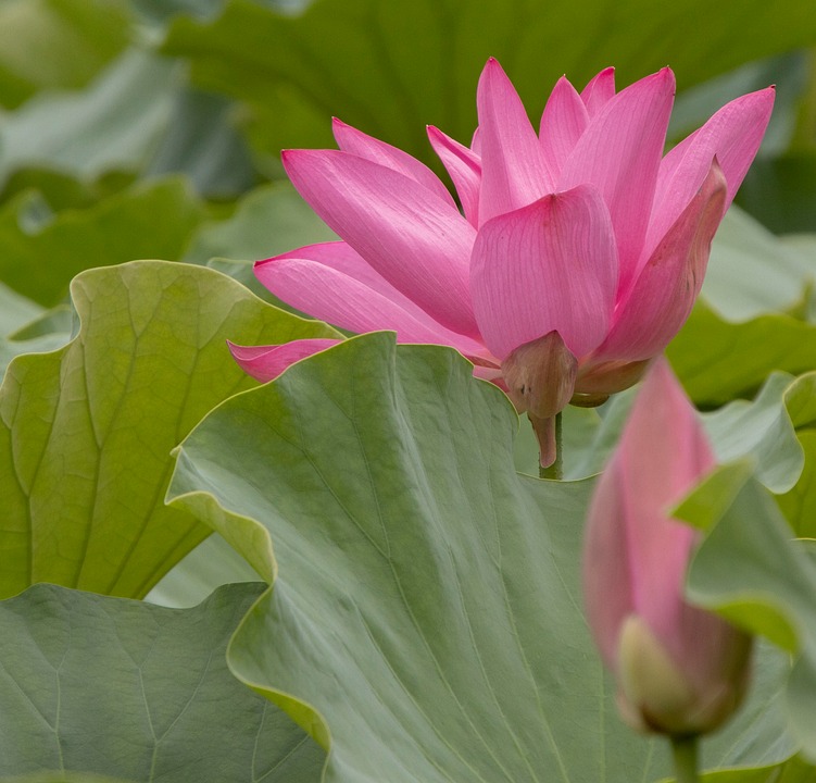 Lotus Flower Plant - Free photo on Pixabay