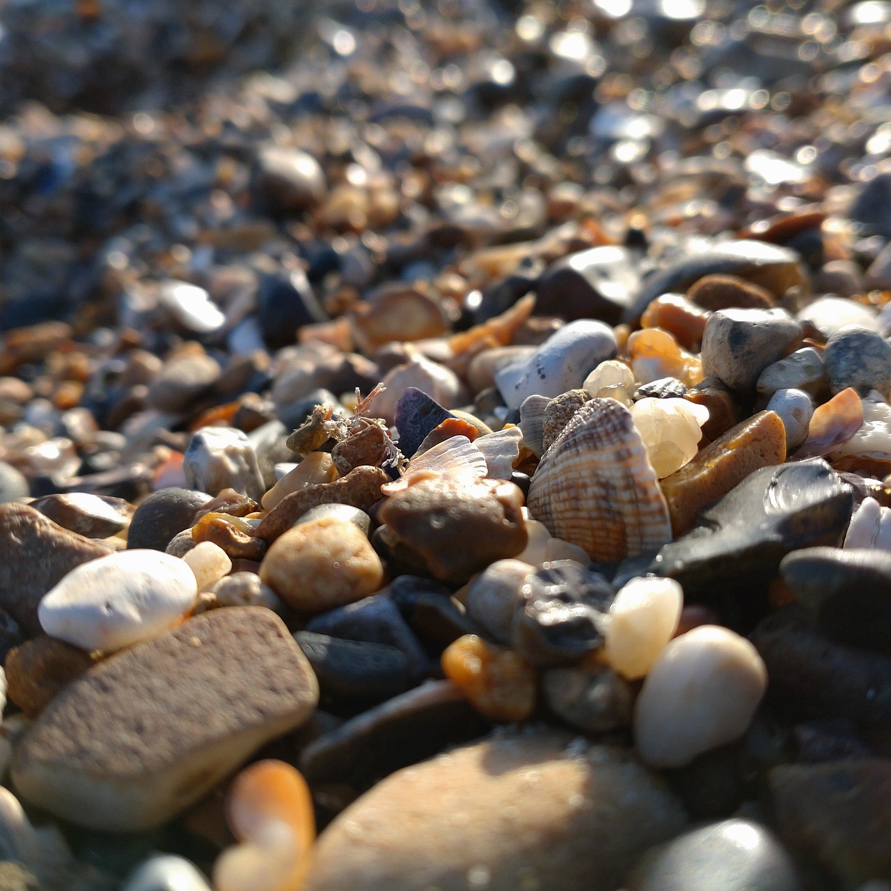 Cailloux Coquilles Plage Des - Photo gratuite sur Pixabay