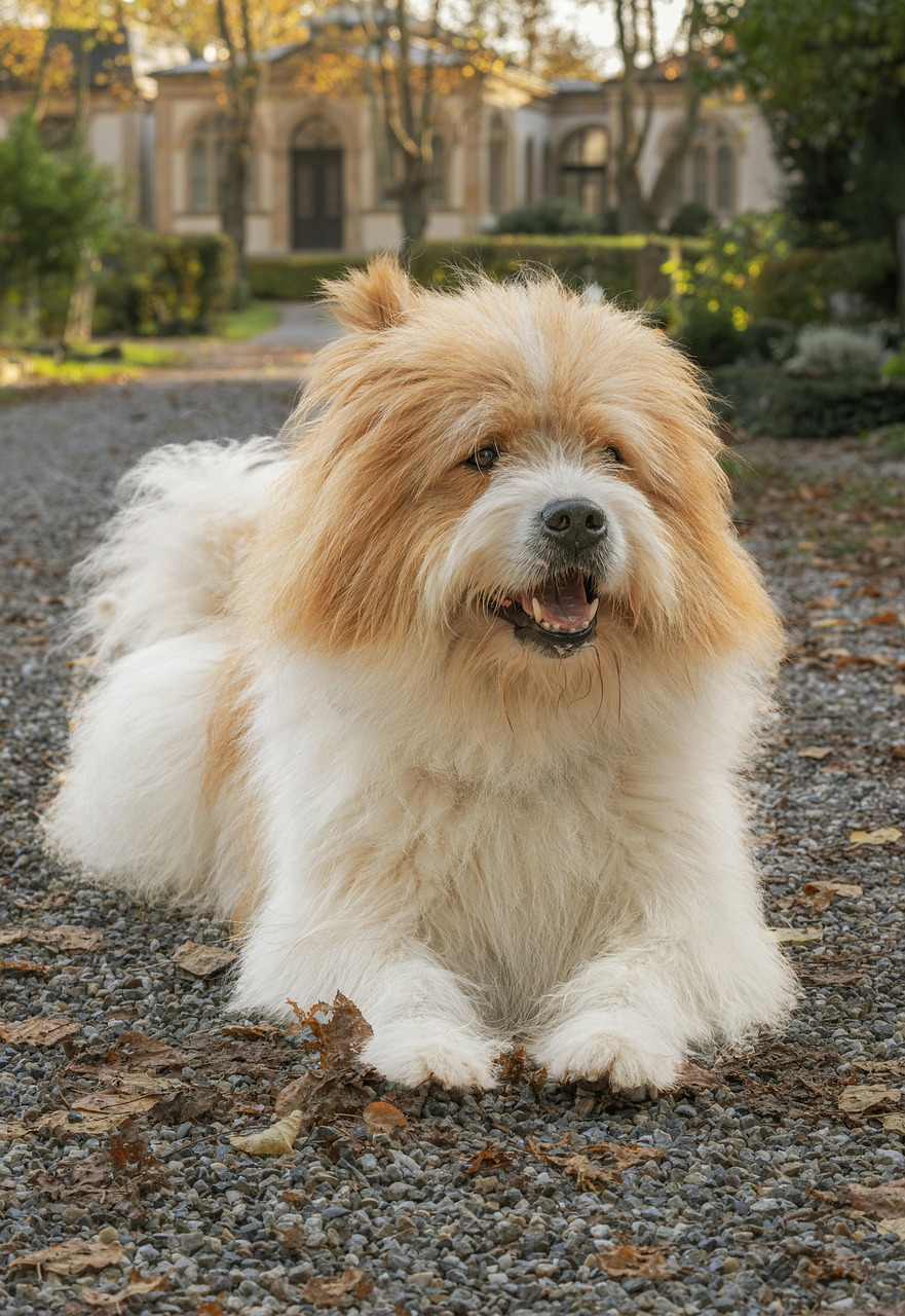 Elo Dog Breed Purebred - Free photo on Pixabay