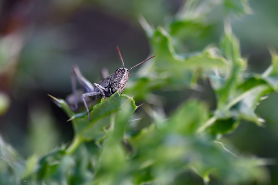 Desert Locust Insect Grasshopper - Free photo on Pixabay