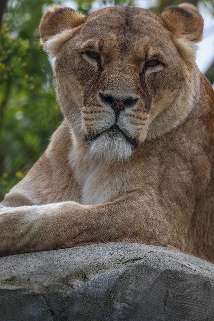 Lion Alam Hewan - Foto gratis di Pixabay
