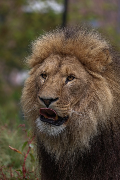 Lion Alam Hewan - Foto gratis di Pixabay