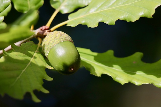 Acorn Oak Tree Fruit - Free photo on Pixabay