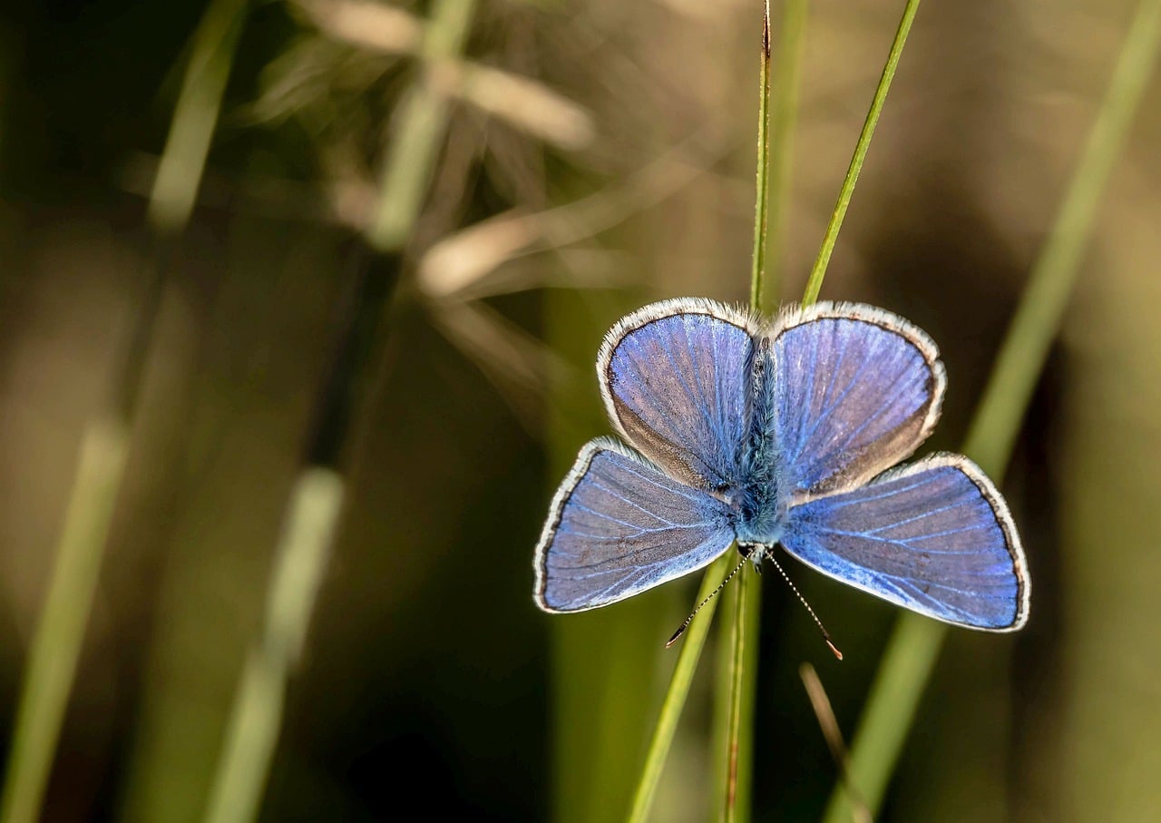 Buttercup Butterfly Blue - Free photo on Pixabay
