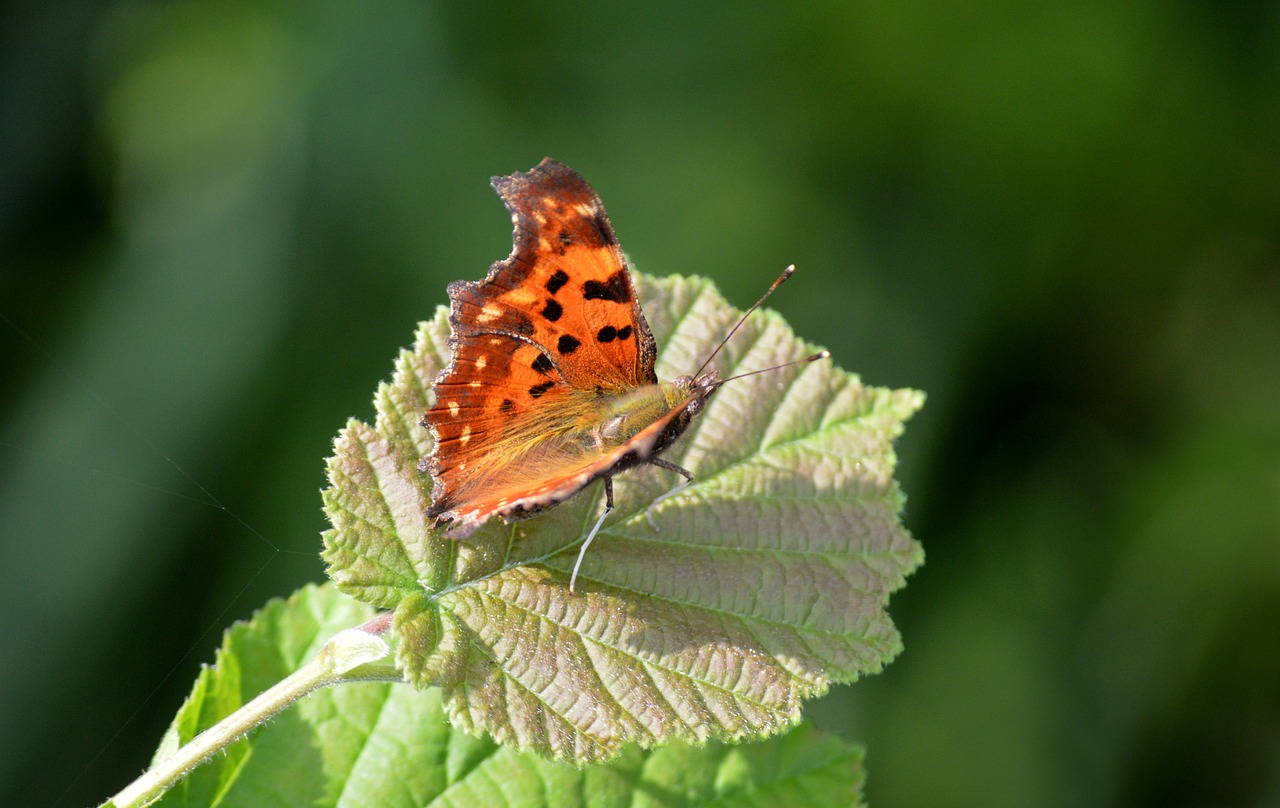 Butterfly C Falter Edelfalter - Free photo on Pixabay