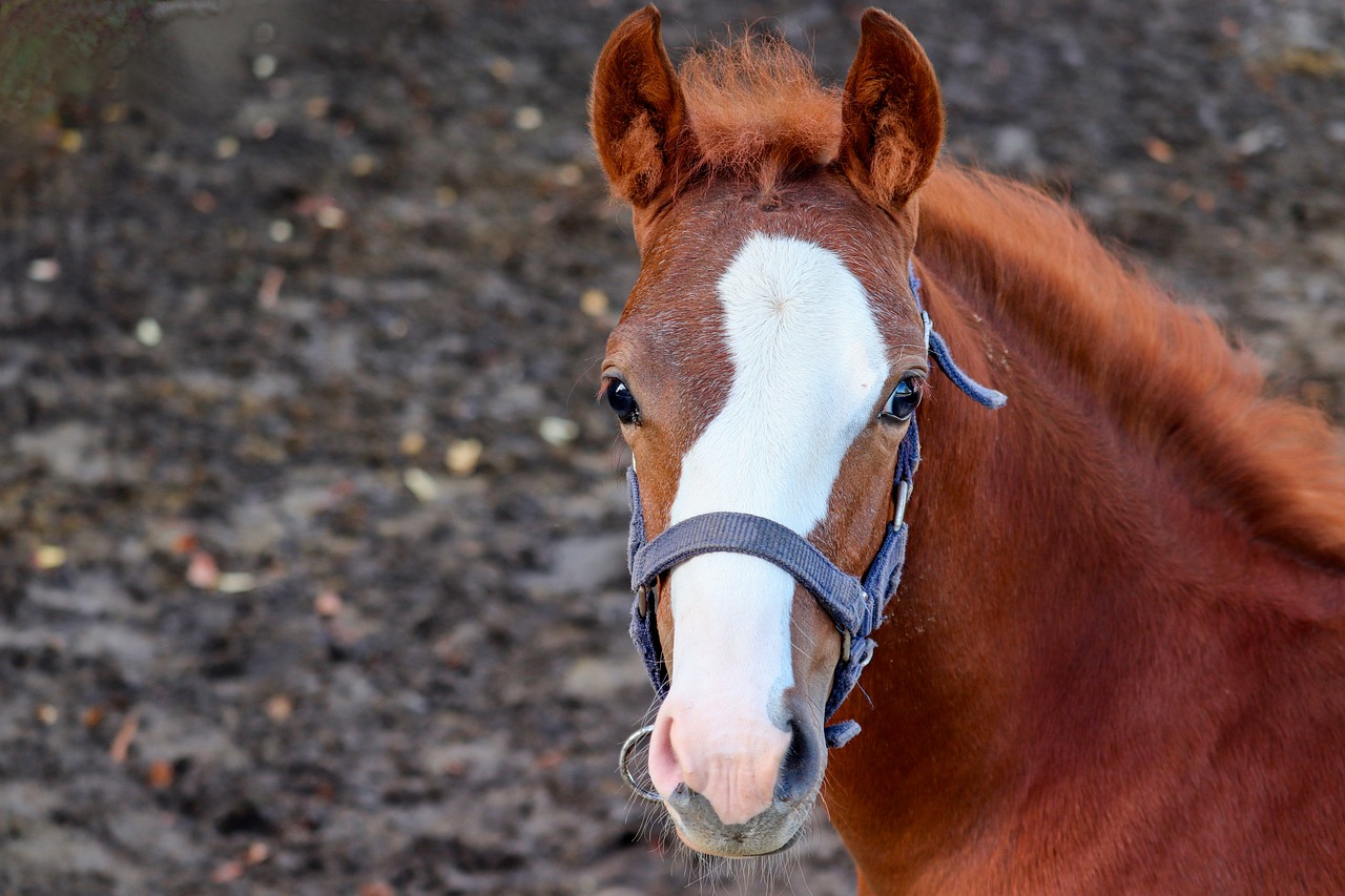 Foal Horse Head - Free photo on Pixabay