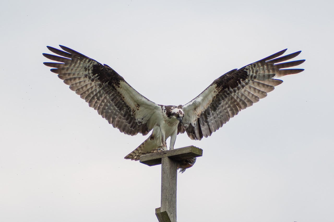 Osprey Perched Bird Of Prey - Free photo on Pixabay