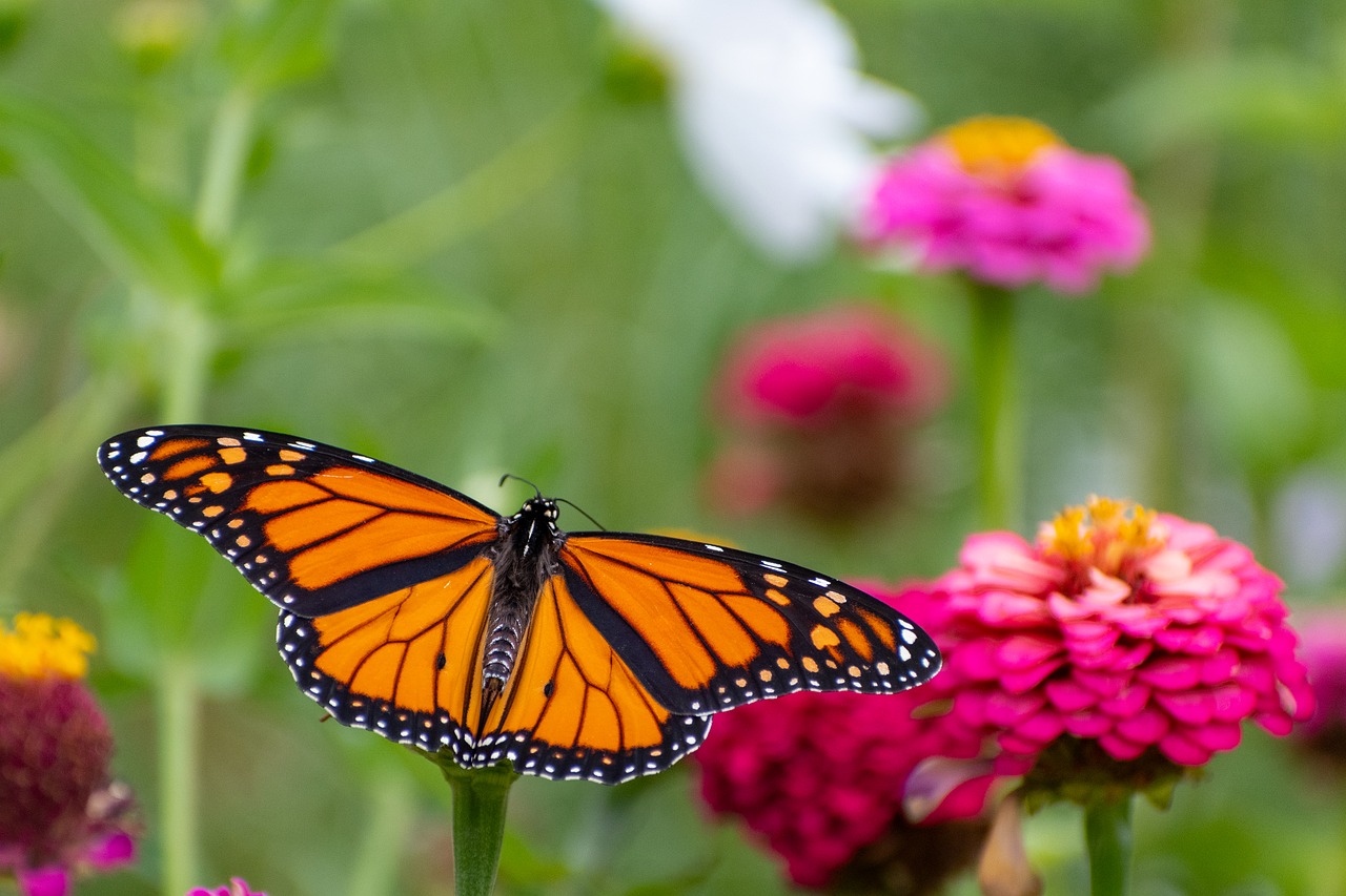 Viceroy Mimic Butterfly - Free photo on Pixabay