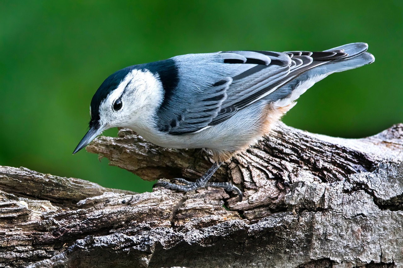 Bird Avian Ornithology - Free photo on Pixabay