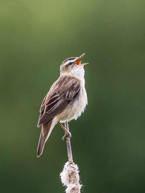 Bird Nature Wildlife - Free photo on Pixabay