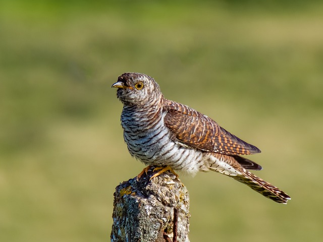 Coucou Nature Oiseau - Photo gratuite sur Pixabay