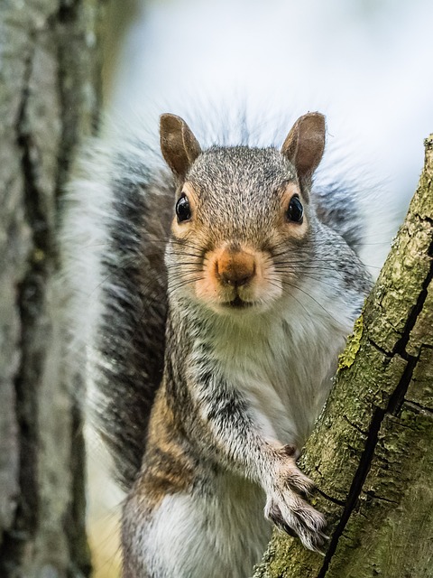 Grey Squirrel Nature - Free photo on Pixabay