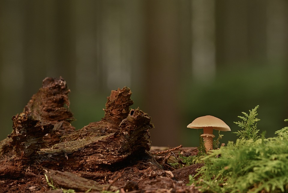 Mushroom Fall Forest Floor - Free photo on Pixabay
