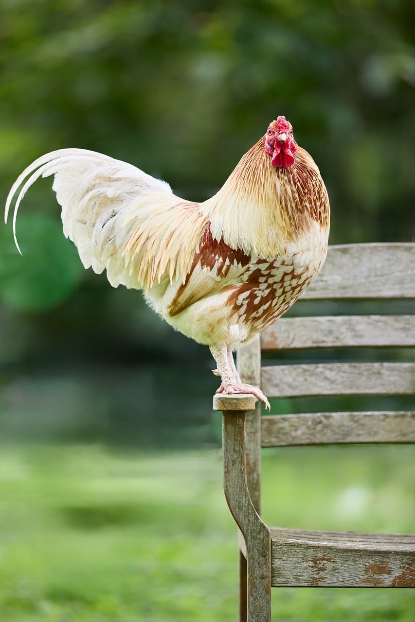Haan Proud Rooster On - Free photo on Pixabay