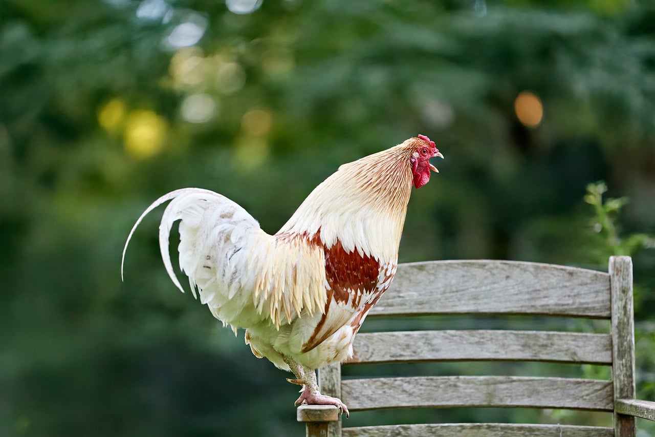 Haan Crows Crowing Rooster - Free photo on Pixabay