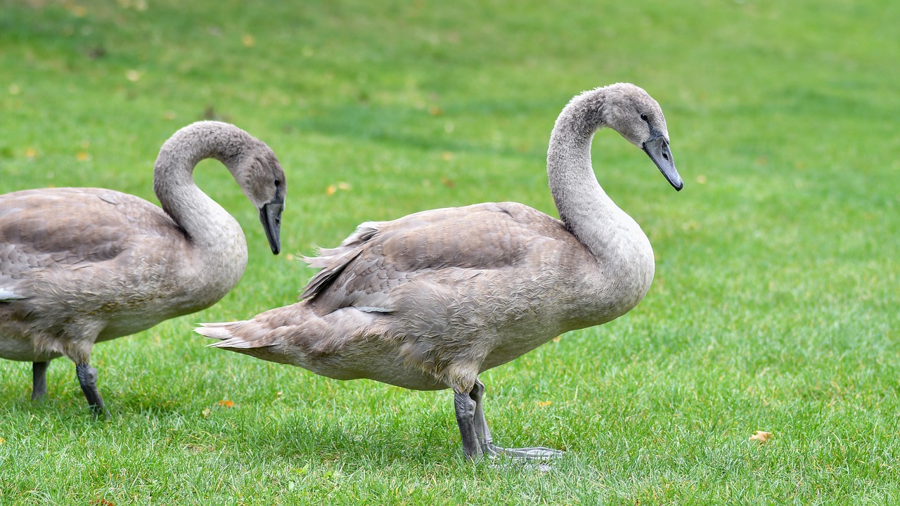 Swan Bird Animal - Free photo on Pixabay