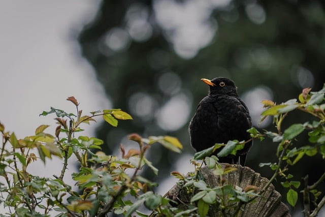 Blackbird Bird Nature - Free photo on Pixabay