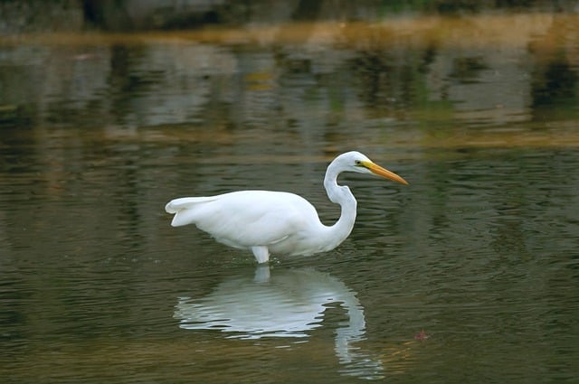 Great Egret Bird Wildlife - Free photo on Pixabay