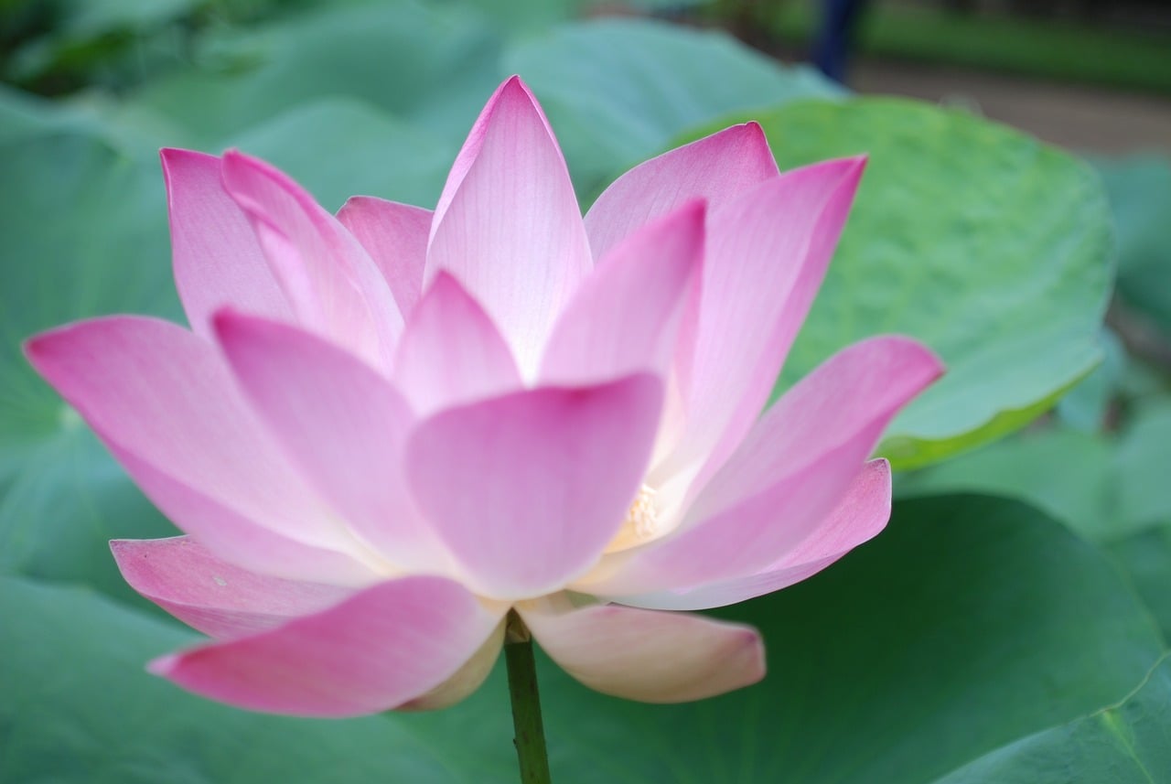 Lotus Nature Flower - Free photo on Pixabay