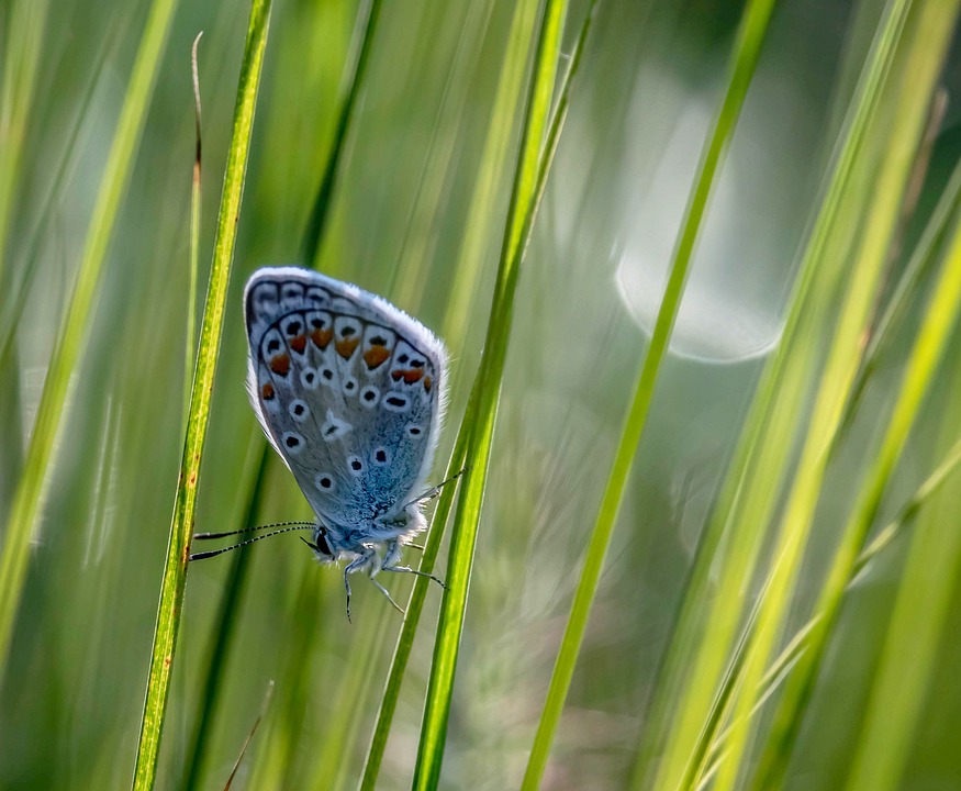 Buttercup Butterfly Blue - Free photo on Pixabay