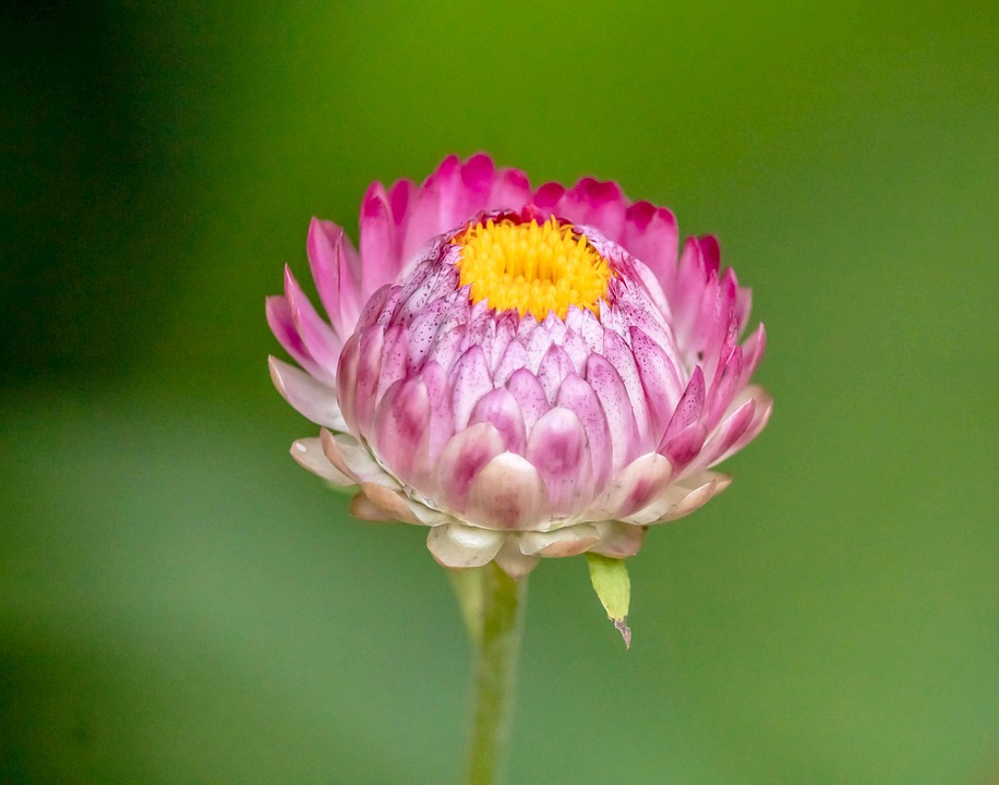 Straw Rose Immortelle Garden - Free photo on Pixabay