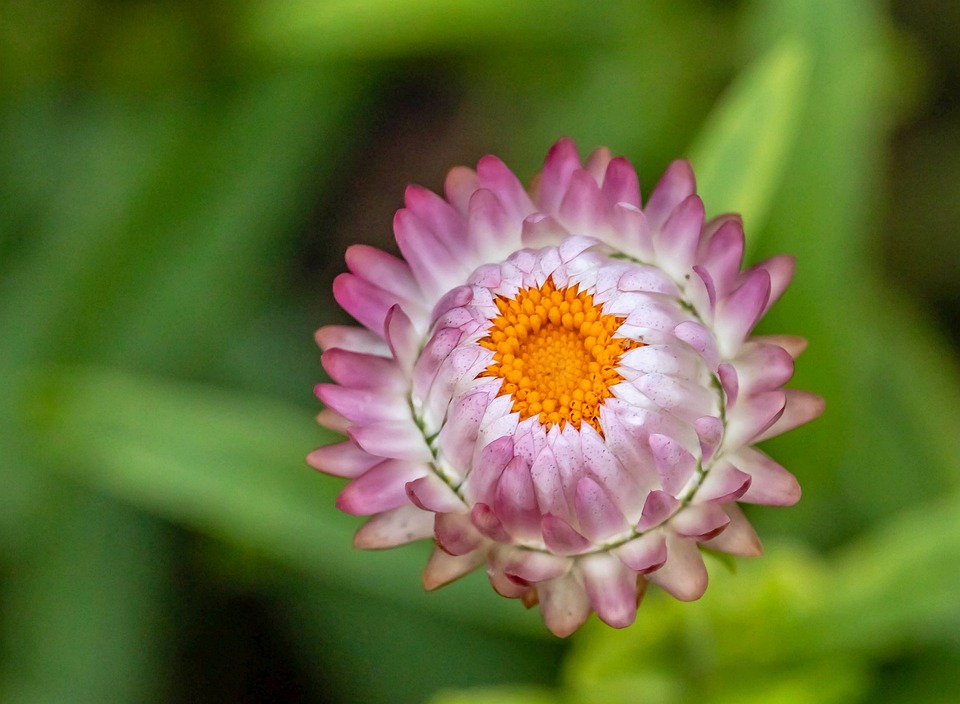 Straw Rose Immortelle Garden - Free photo on Pixabay