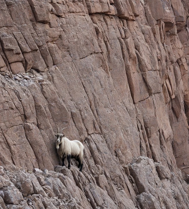 Animal Goat Cliff - Free photo on Pixabay