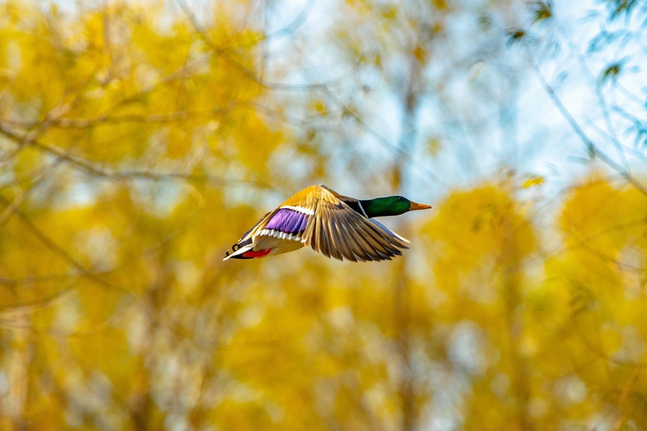 Nat Nature Animal - Free photo on Pixabay