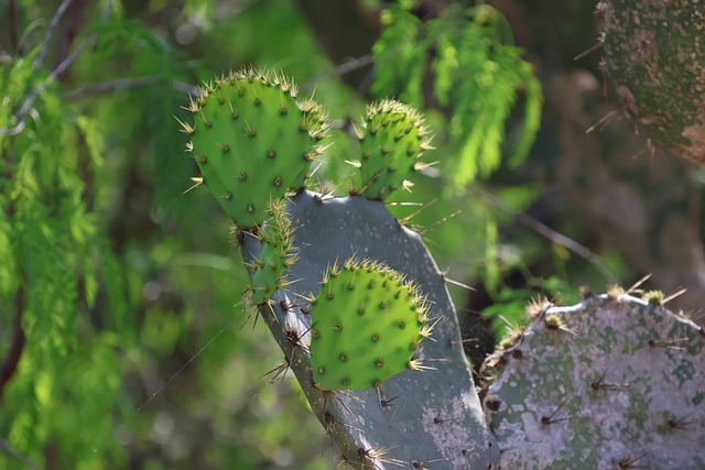Cactus Nature Plant - Free photo on Pixabay