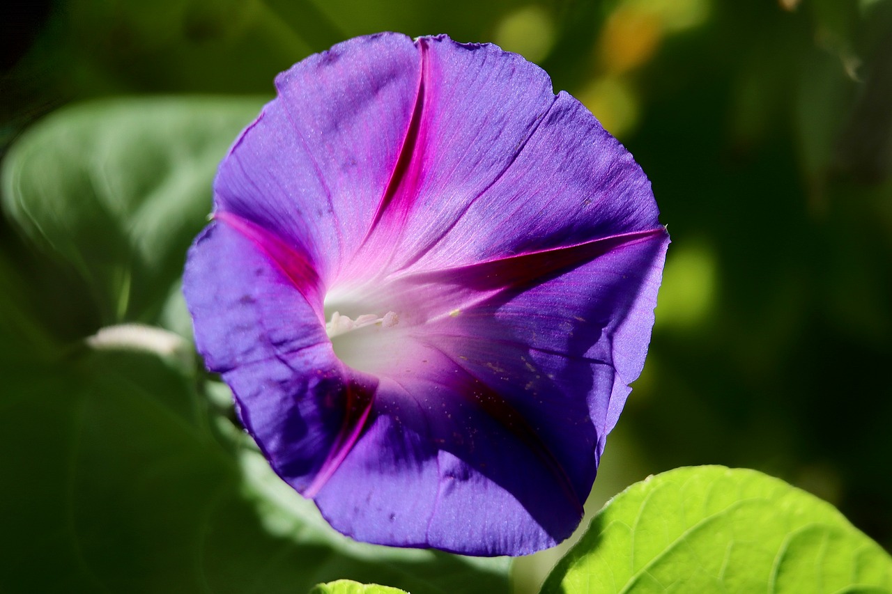 Vientos Boato Púrpura Enredadera - Foto gratis en Pixabay