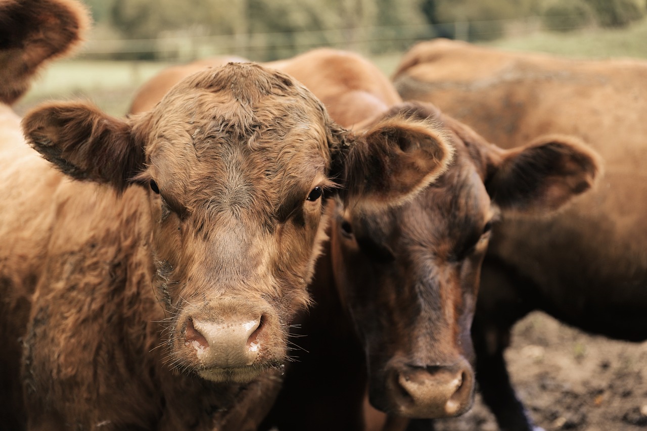 Pasture Coupling Bovine - Free photo on Pixabay