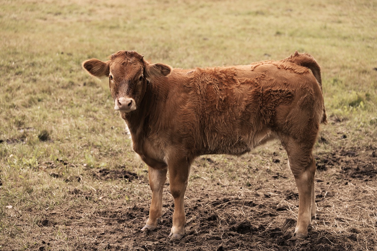 Pasture Coupling Calf - Free photo on Pixabay