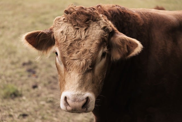 Pasture Paddock Beef Cow - Free photo on Pixabay