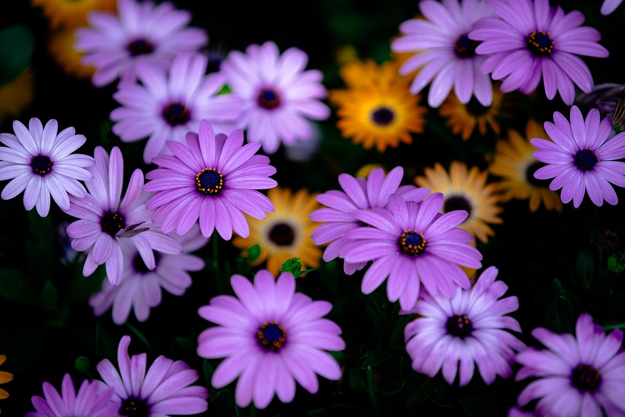 Flower Flora Nature - Free photo on Pixabay