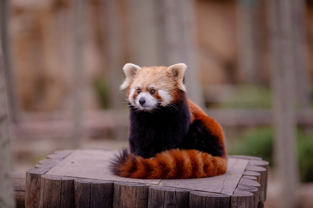 Red Panda Animal - Free photo on Pixabay