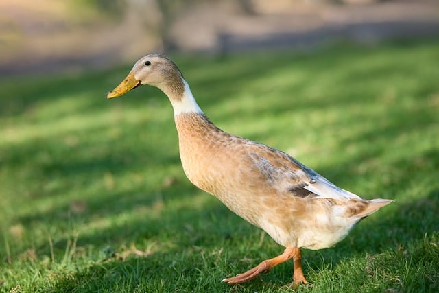 Duck Indian Runner Nature - Free photo on Pixabay